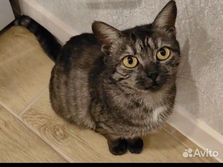 Кошка чёрный дым в добрые руки