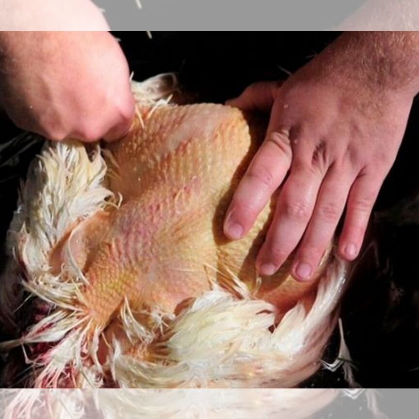 Перосъёмная машина кур бройлеров уток