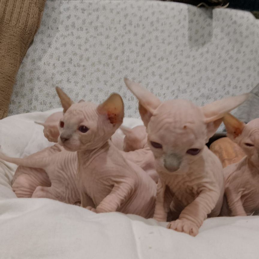 Котята канадского сфинкса