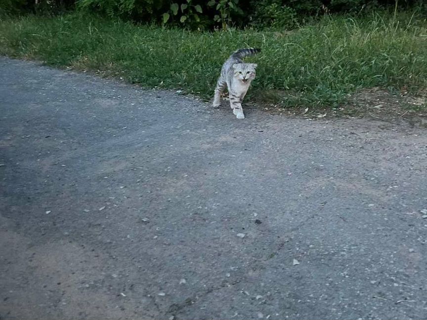 Кошки в добрые руки