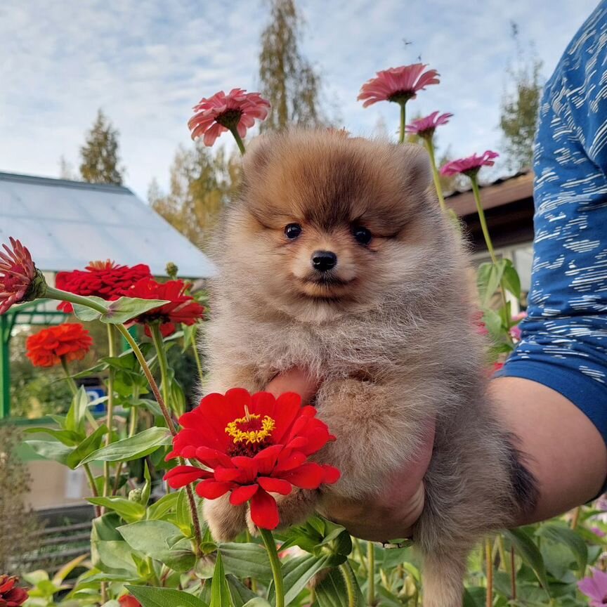 Мини шпиц той