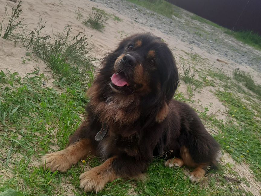 Собака потерялась,мальчик