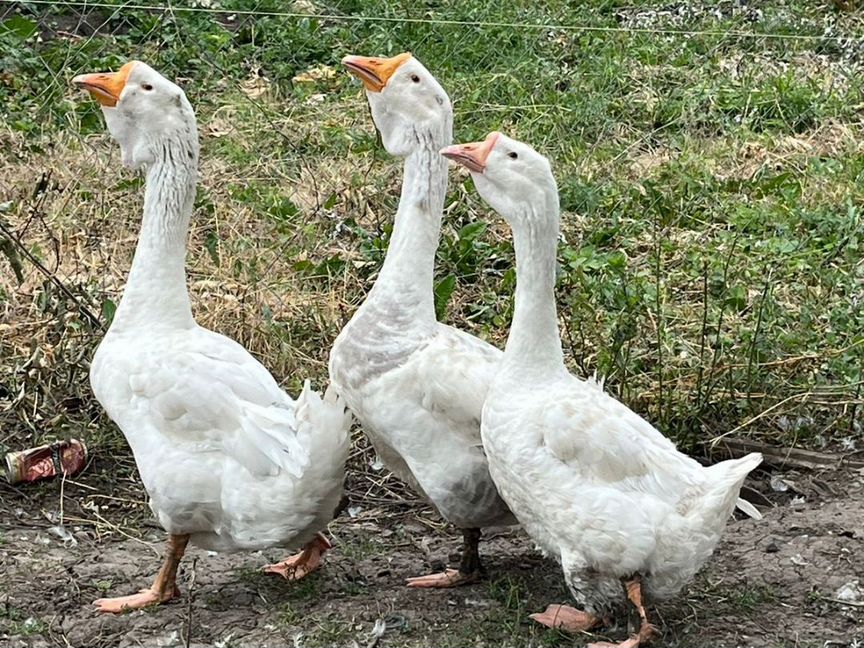 Холмогорские гуси