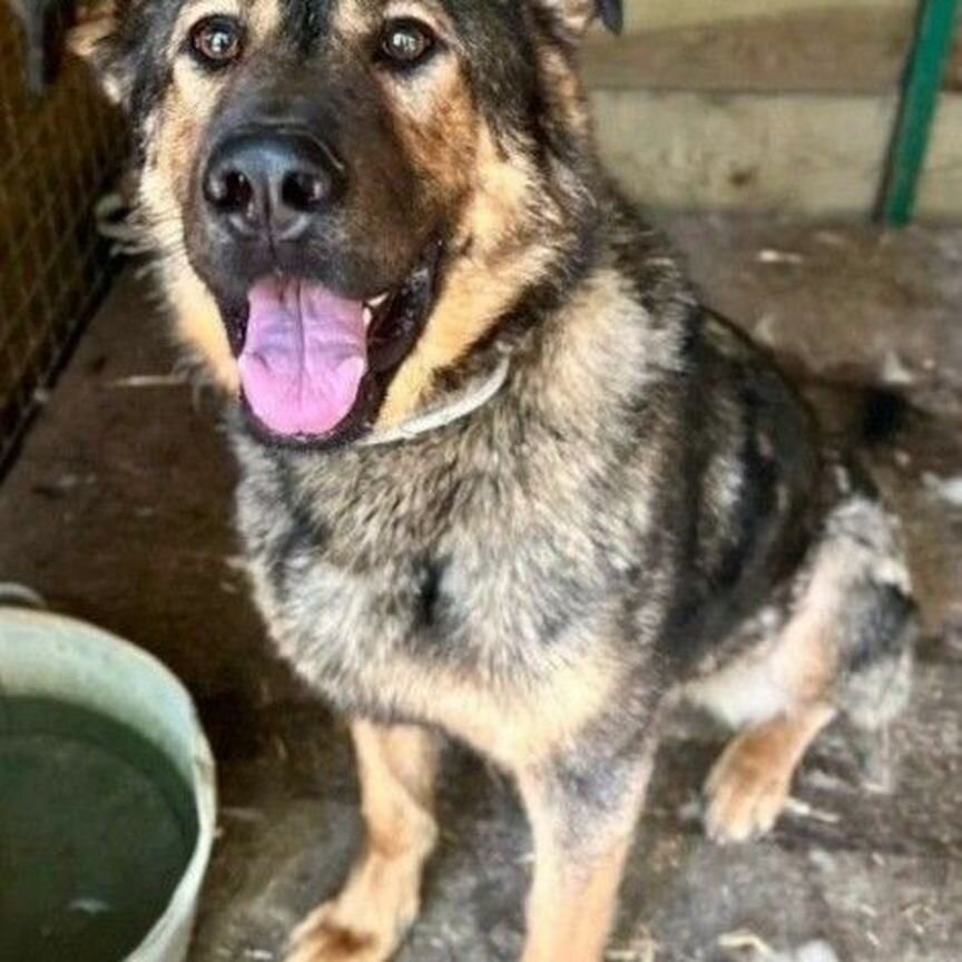 Шамси очень ждёт хорошего человека