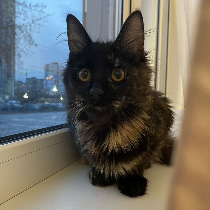 Мейн-кун в добрые руки