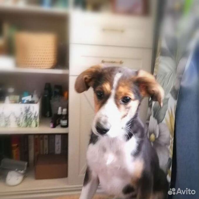 Ушастая малышка в добрые руки