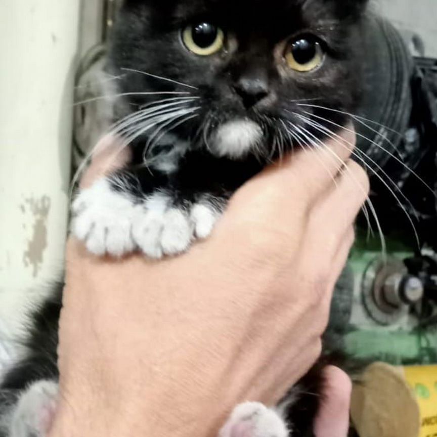 Котенок девочка и мальчик (2-3мес) в добрые руки