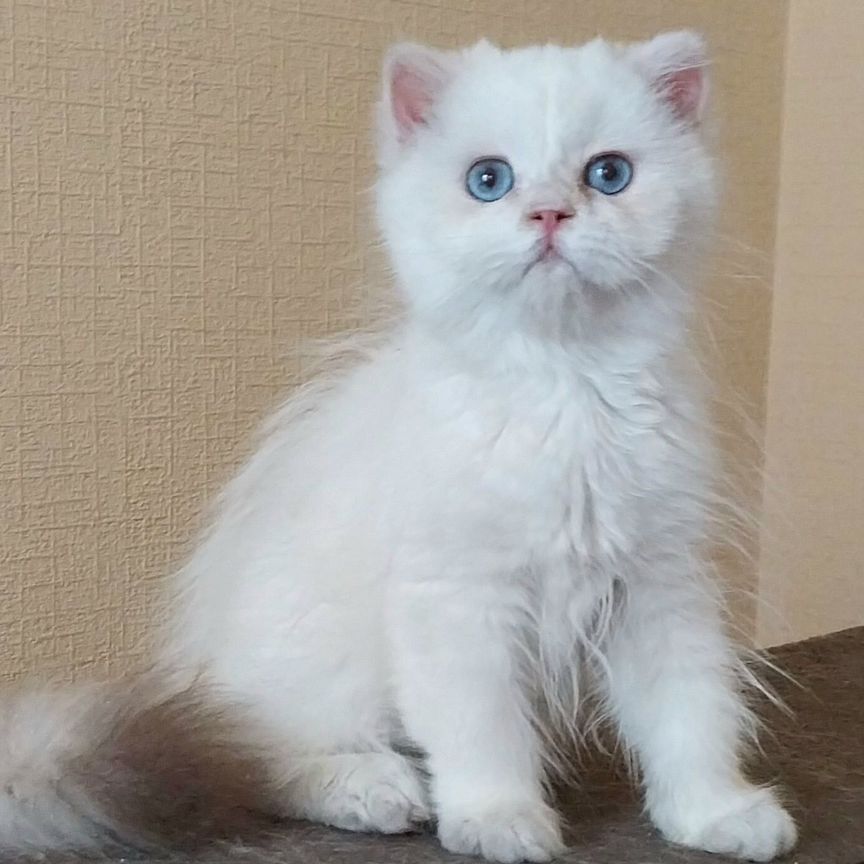 Шотландский вислоухий длинношёрстный котёнок