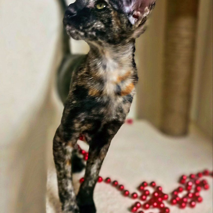 Ориентальные котята