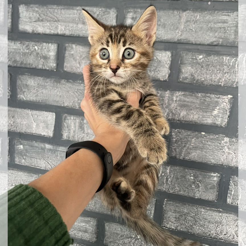 Бенгальские котята