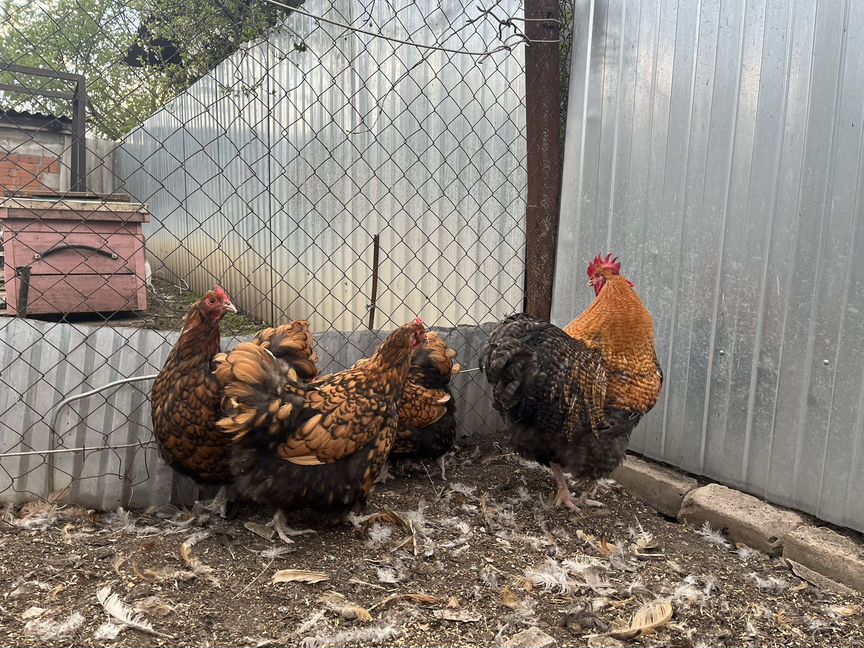 Цыплята пород: Орпингтон, Конхенхин, Русская хохл