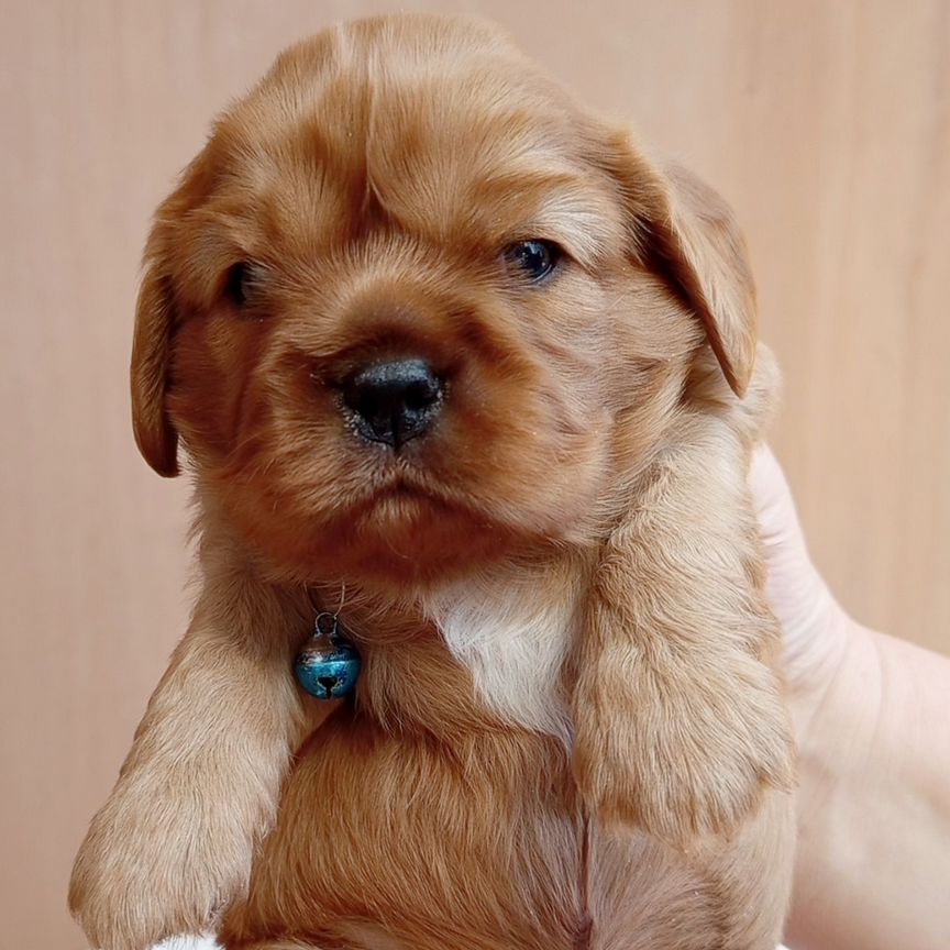 Кавалер кинг-чарльз-спаниель, щенок