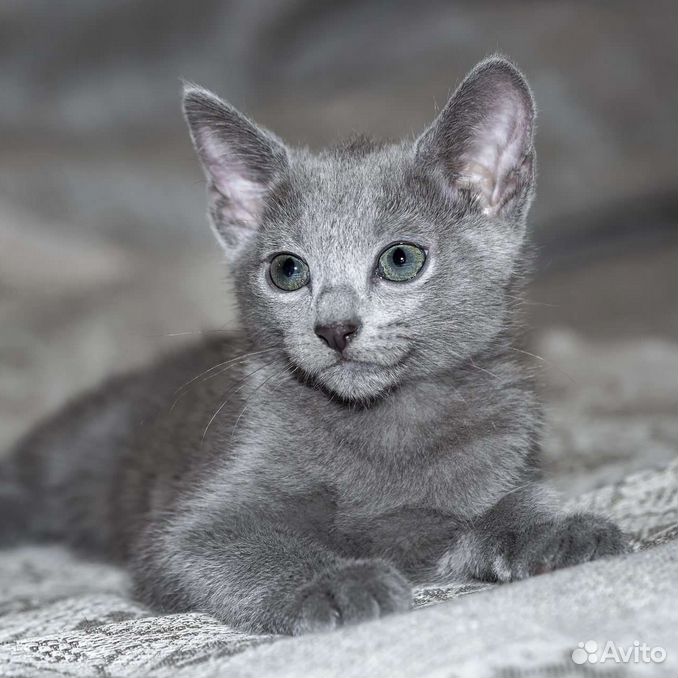 Котёнок метис Русская голубая