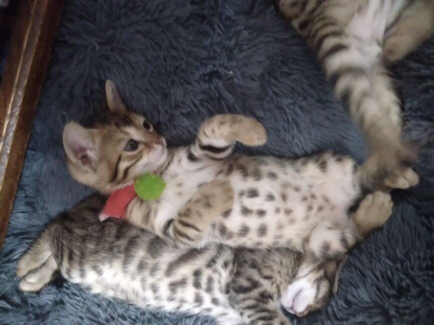 Бенгальская кошка