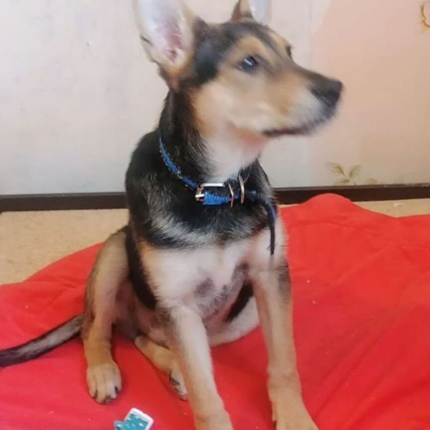 Красавчик Джек ищет дом