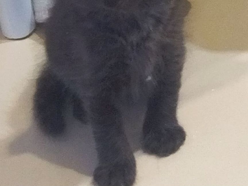 Кошки в добрые руки бесплатно