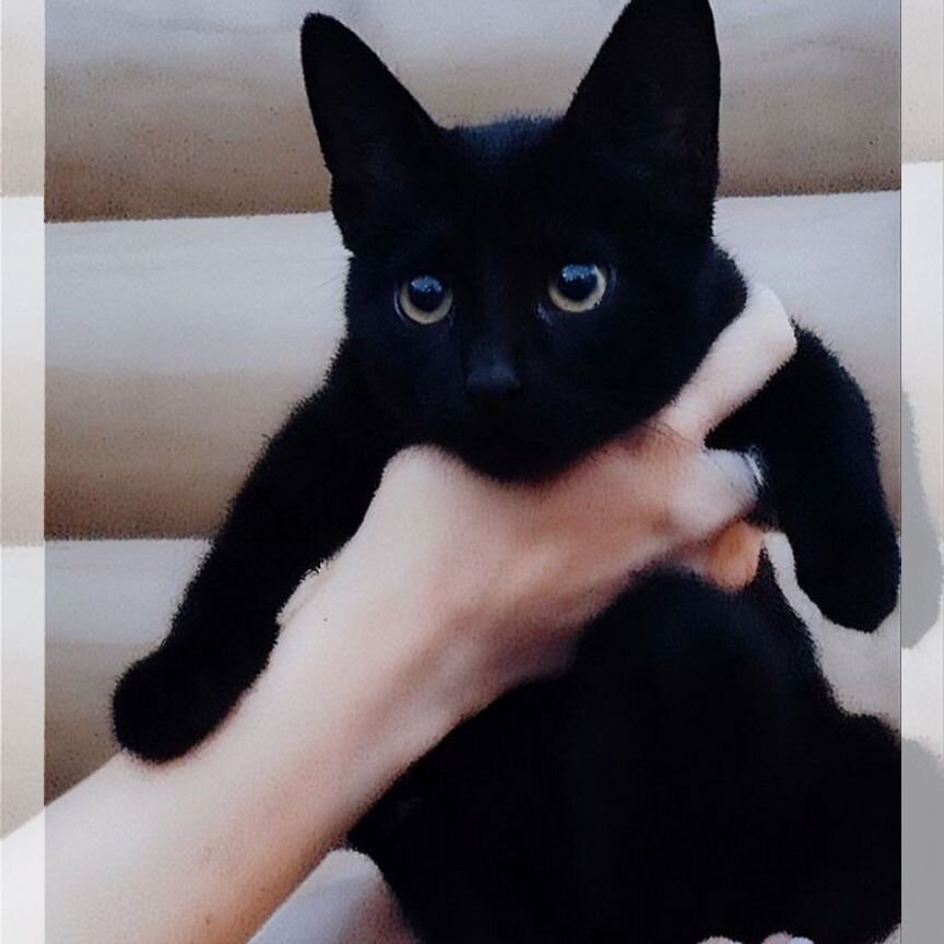 Чёрная кошечка