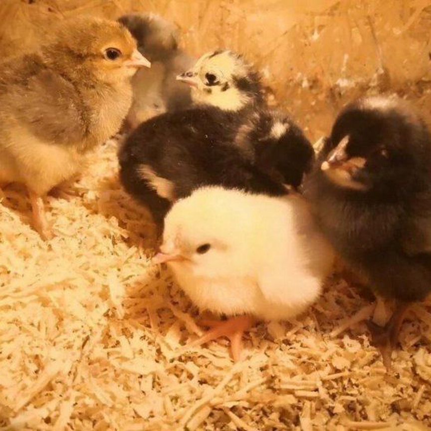 Цыплята кур несушек