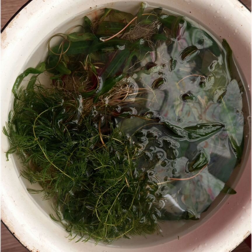 Аквариумная прополка