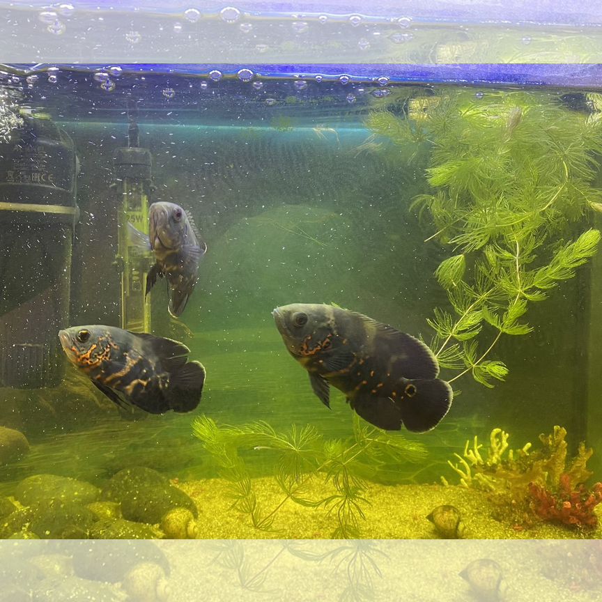 Астронотусы