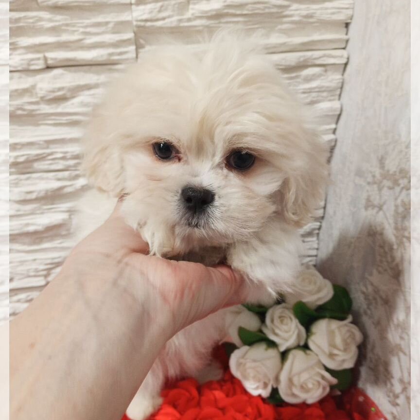 Мальтипу, щенок