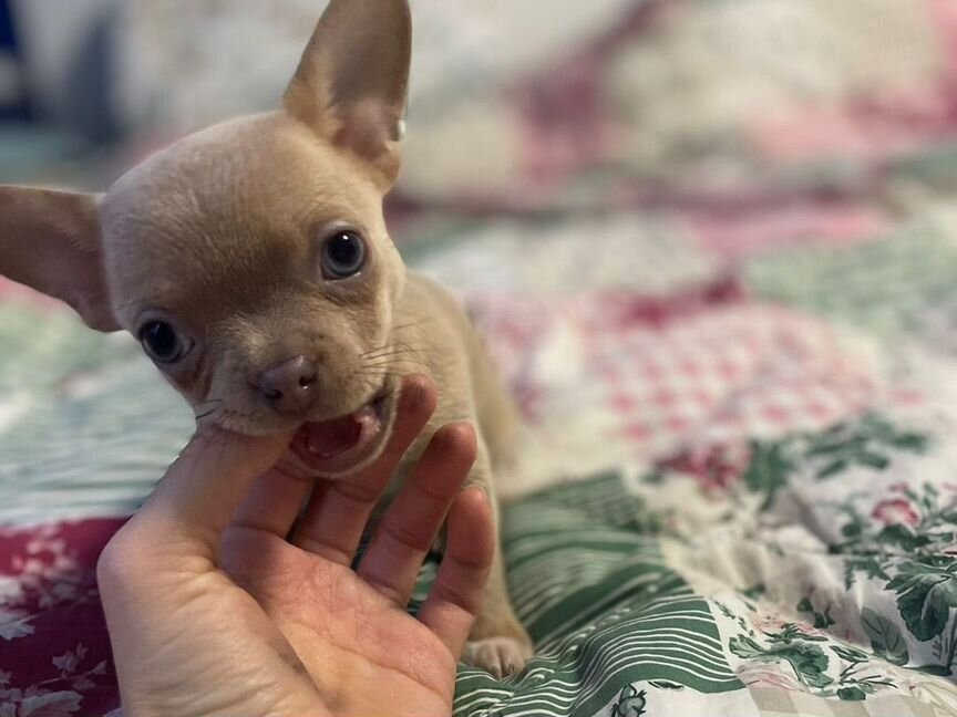 Чихуахуа уникального изабеллового окраса