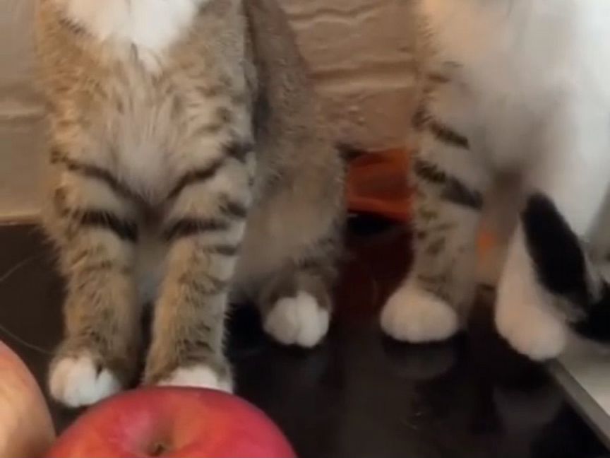 Кошка