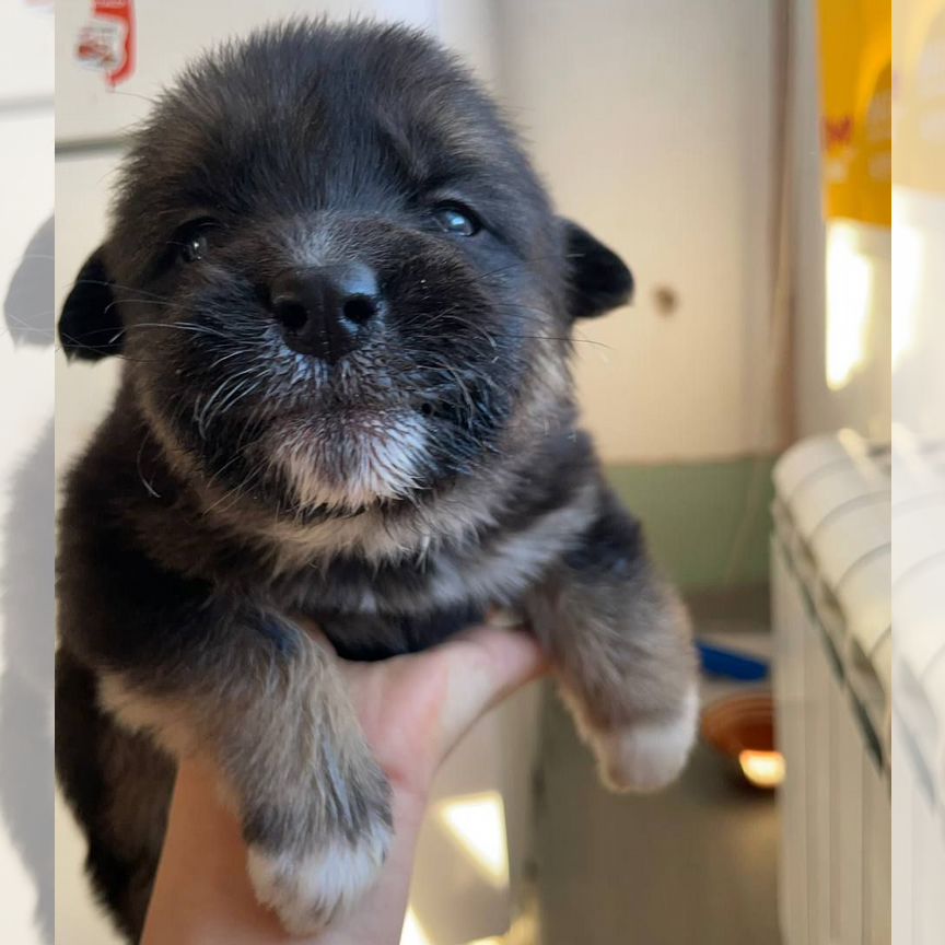 Щенок в добрые руки