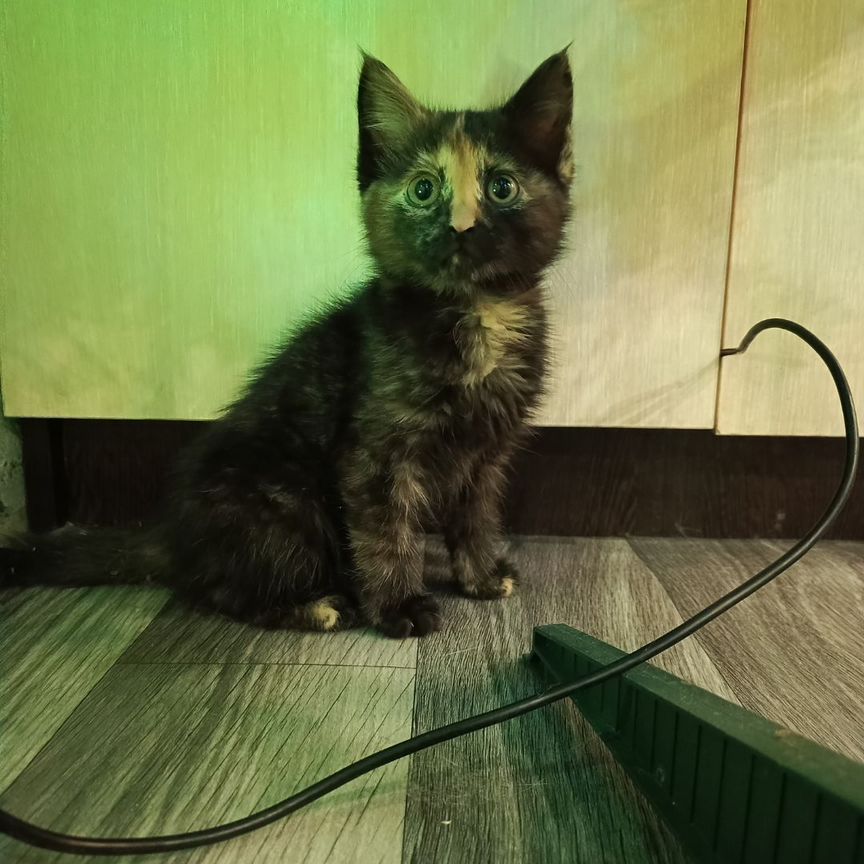 Черный котенок в добрые руки