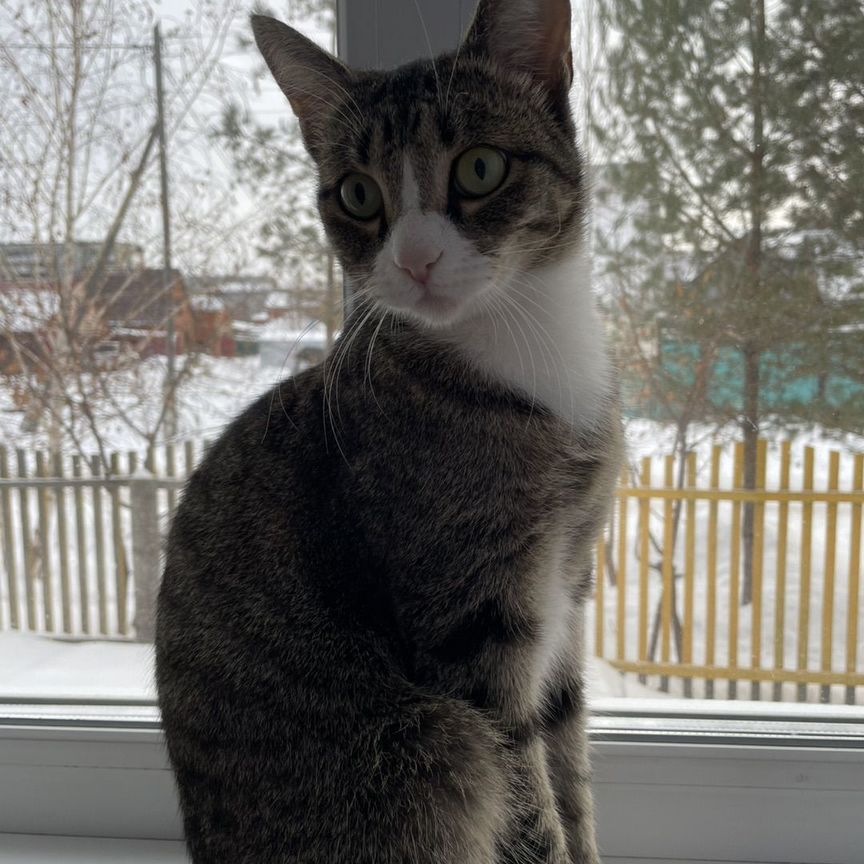 Котик в добрые руки