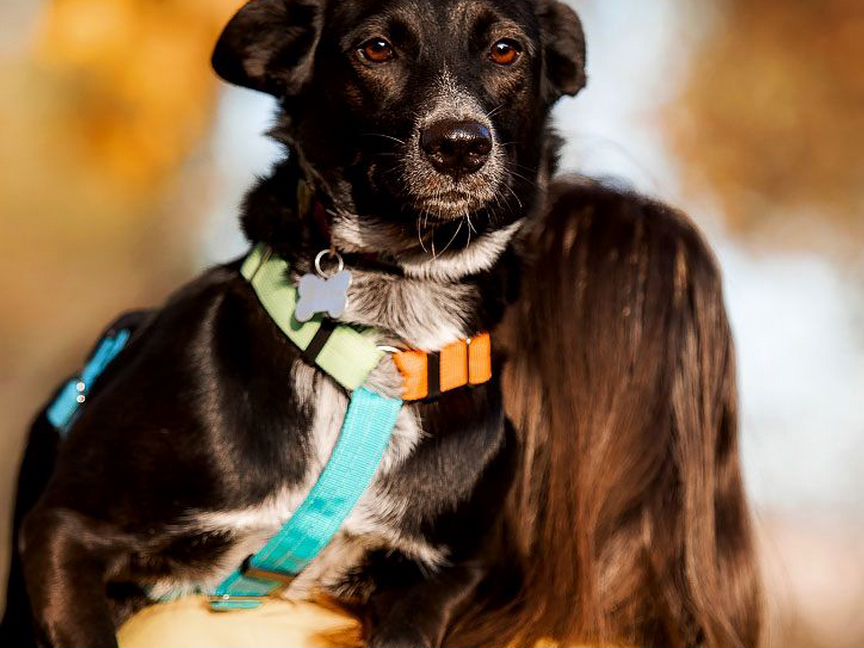 Панда ищет свой дом