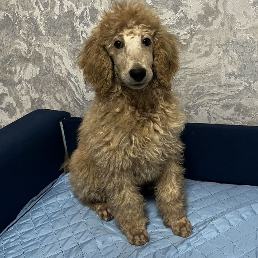 Королевский пудель