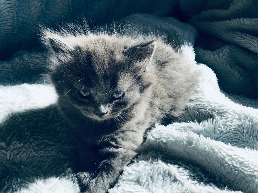 Кошечка скоттиш страйт