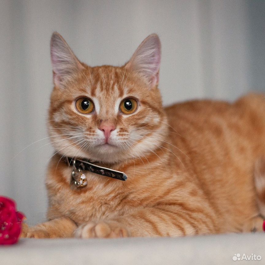 Ярко рыжий ласкуша ищет дом