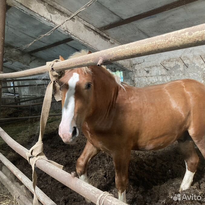 Жеребец тяжеловоз