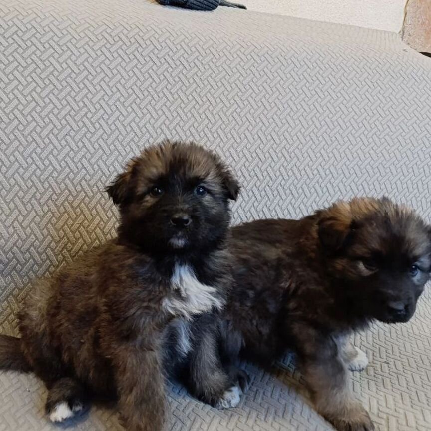 Кавказская овчарка, щенок