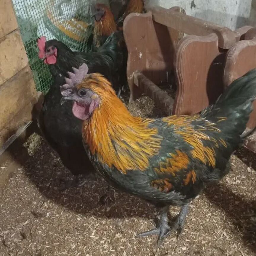 Петухи ухейилюй лакеданзи