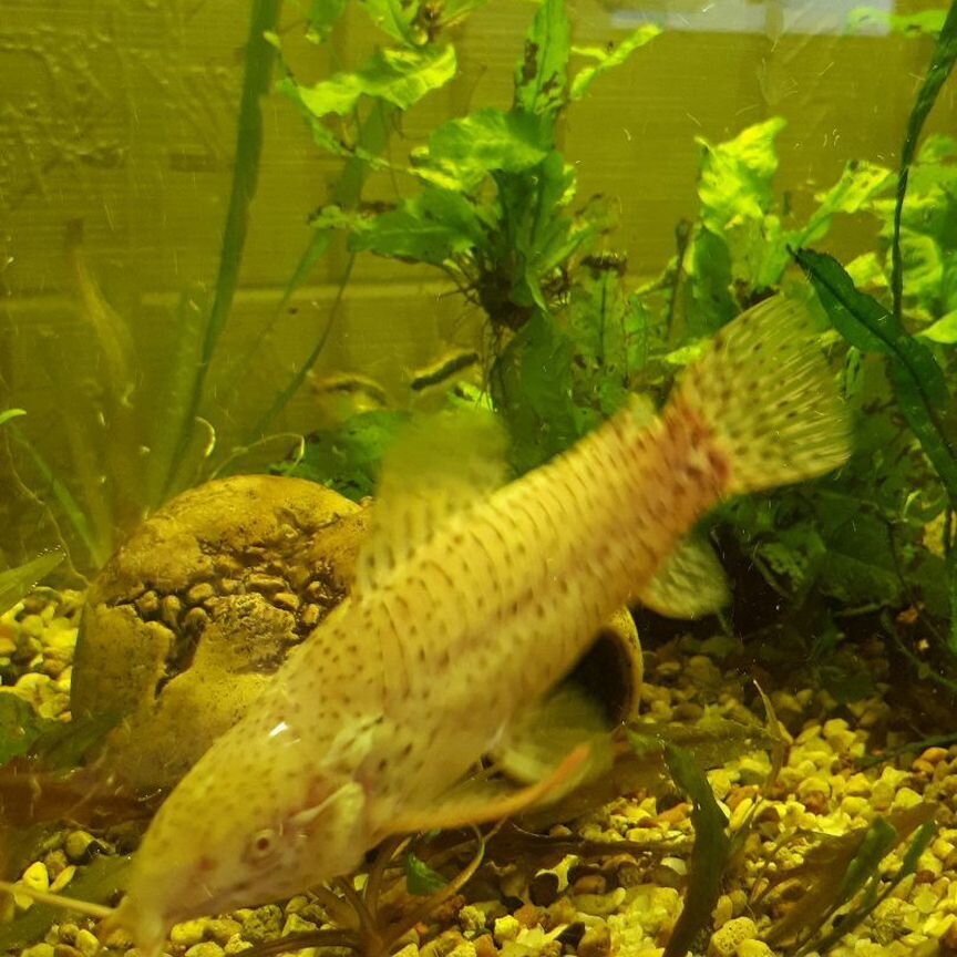 Сом таракатум