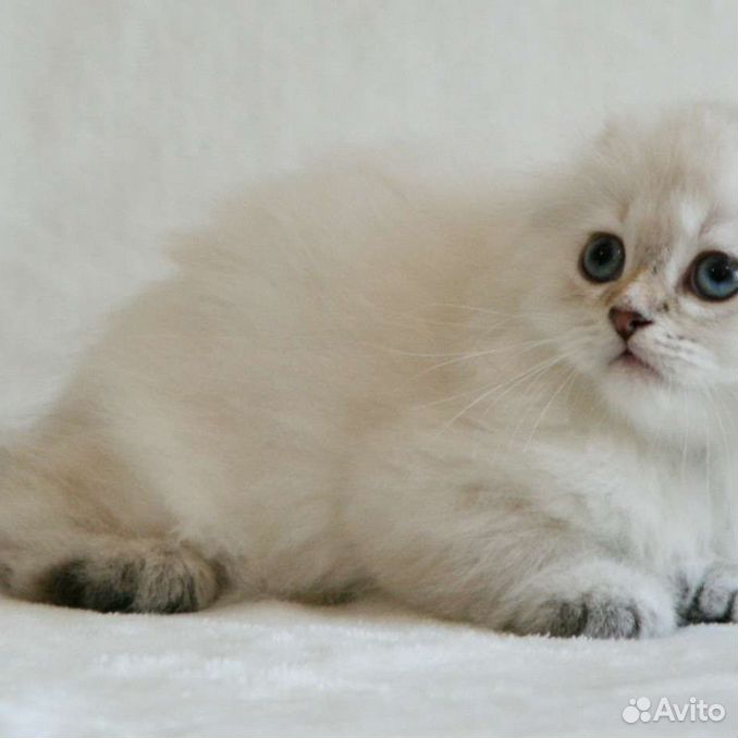 Синеглазые девочки