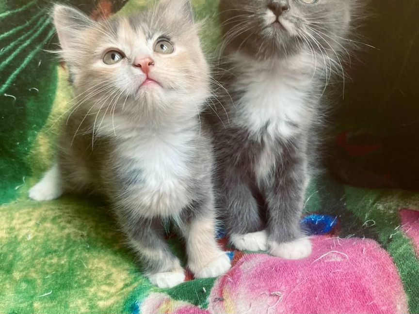 Чудесные котята в добрые руки