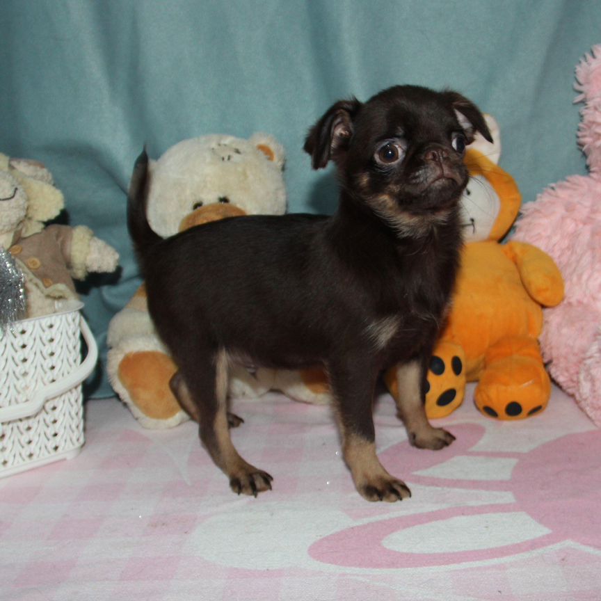 Шоколадный мини парнишка