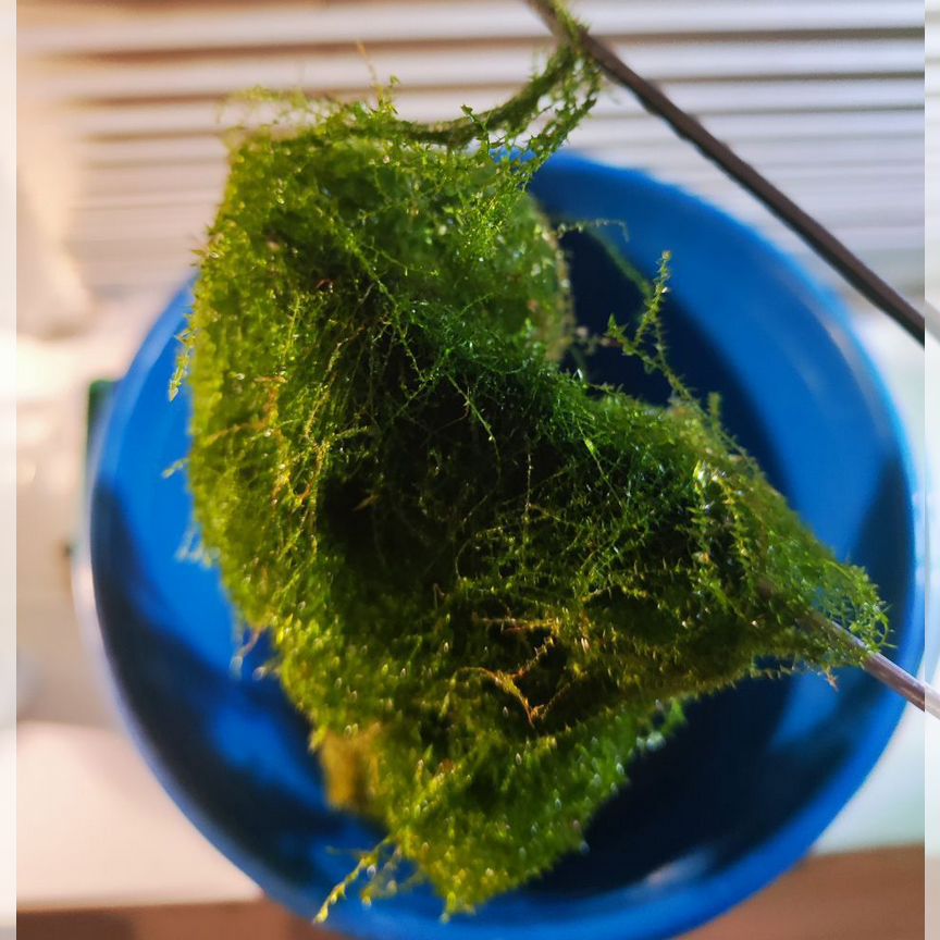 Яванский мох для аквариума