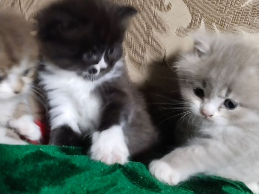 Ббританские Котята