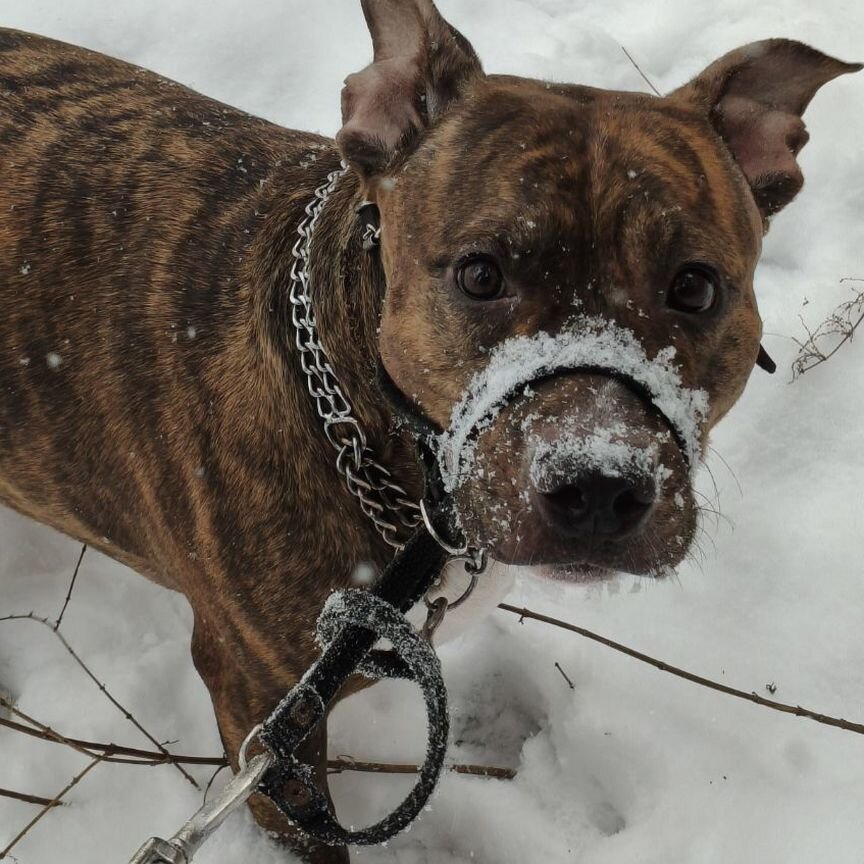 Американский стаффордширский терьер, взрослый пёс