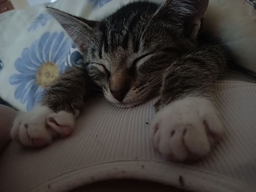 Кошка в добрые руки