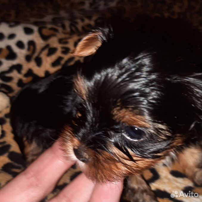 Йоркширский терьер минюшка девочка яркая шоу-класс