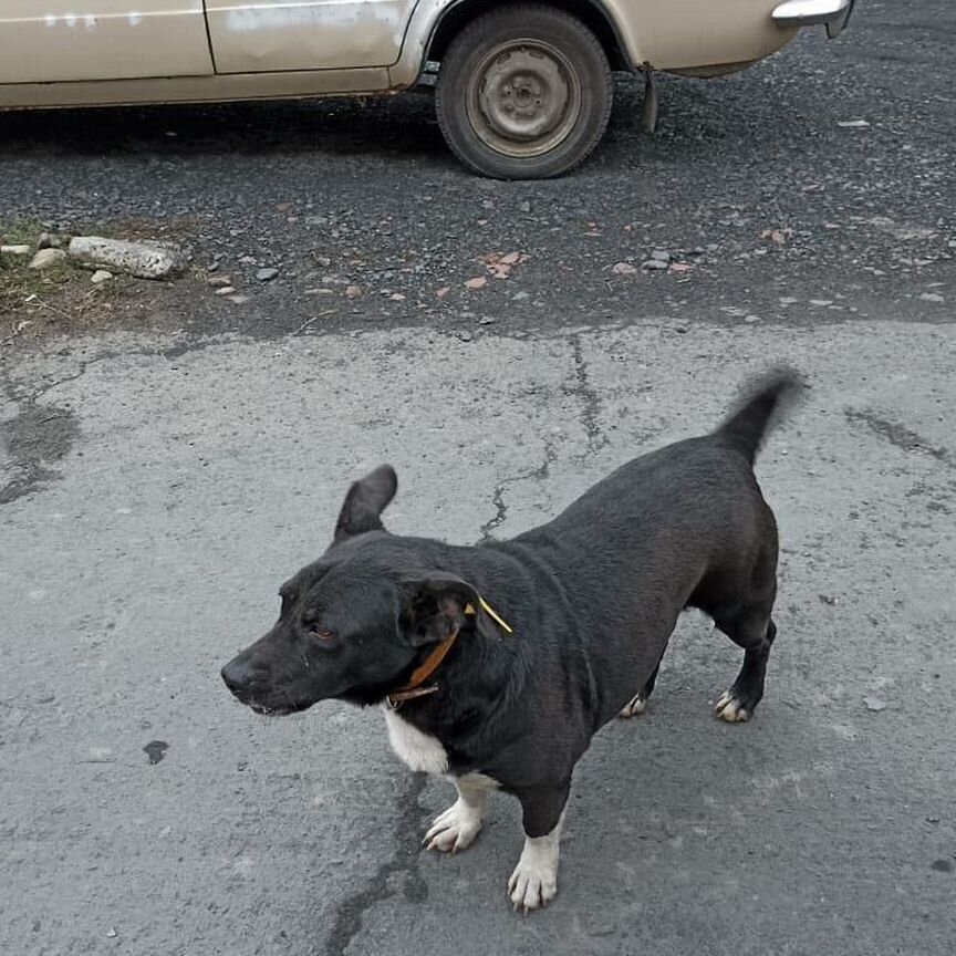 Умный песик ищет семью