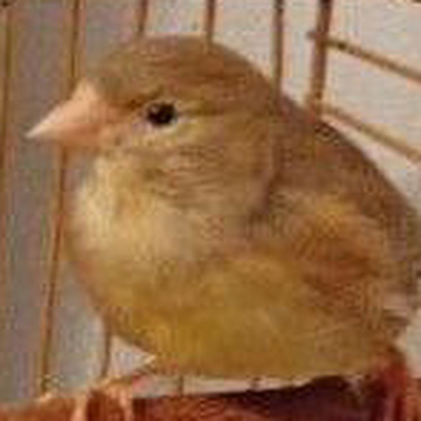 Кенара и канарейки