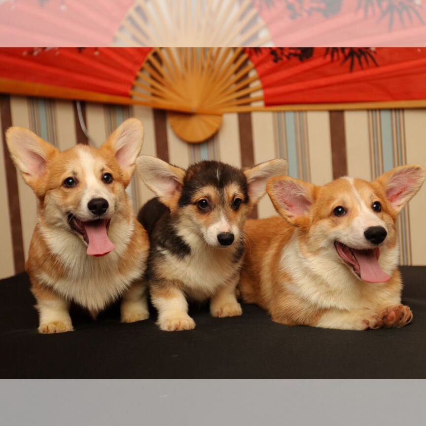 Велш корги щенки
