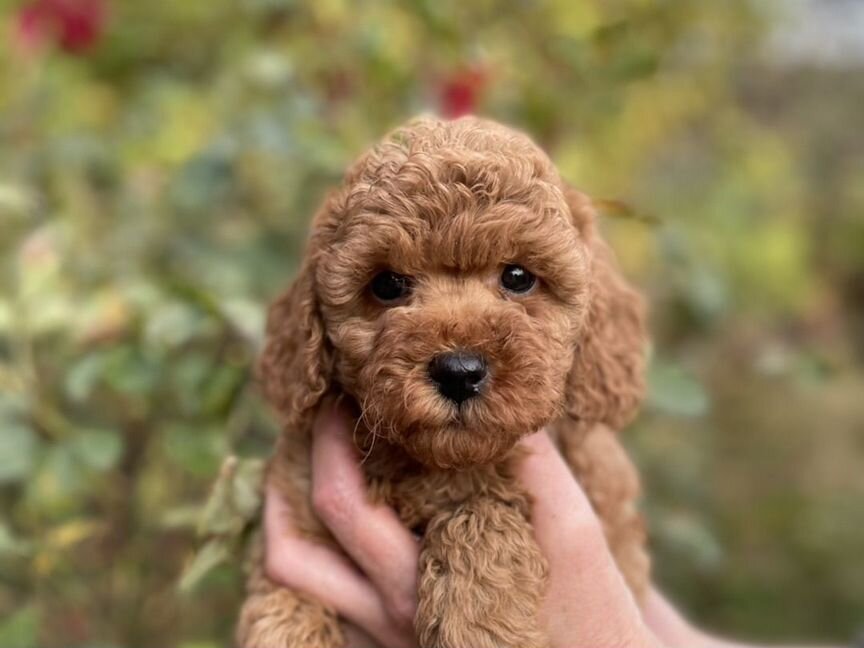 Той пудель миниатюрный